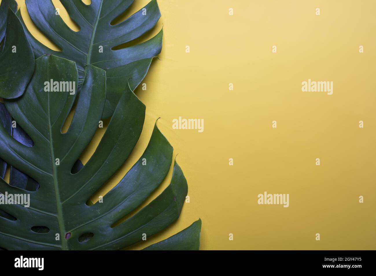 Tropical monster leaves on a plain background Stock Photo - Alamy