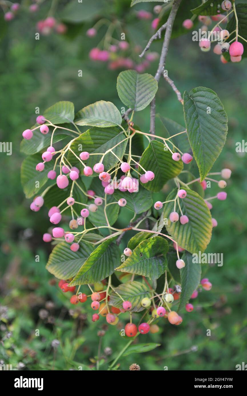 Korean mountain ash (Sorbus alnifolia) bears pink fruits in September ...