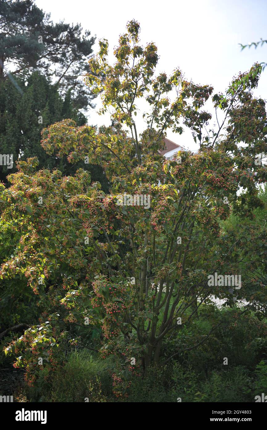 Korean mountain ash (Sorbus alnifolia) bears pink fruits in September ...