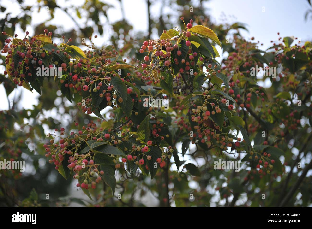 Korean mountain ash (Sorbus alnifolia) bears pink fruits in September ...