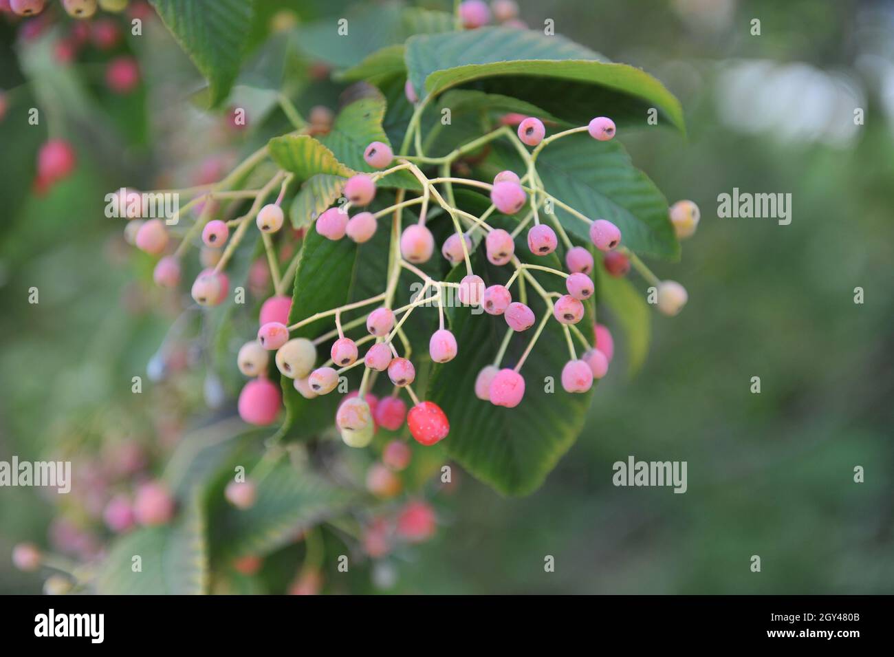 Korean mountain ash (Sorbus alnifolia) bears pink fruits in September ...