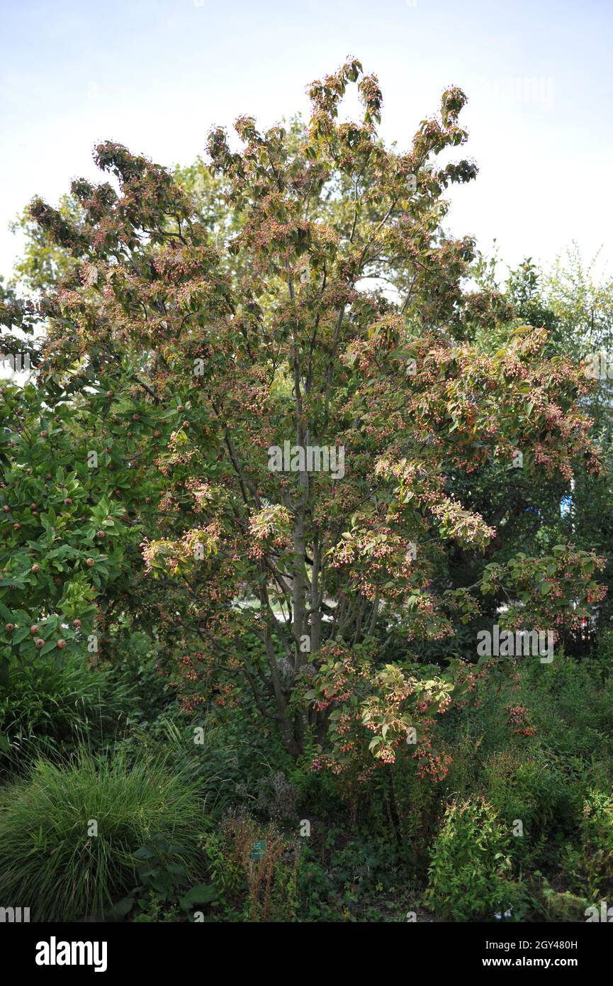 Korean mountain ash (Sorbus alnifolia) bears pink fruits in September ...