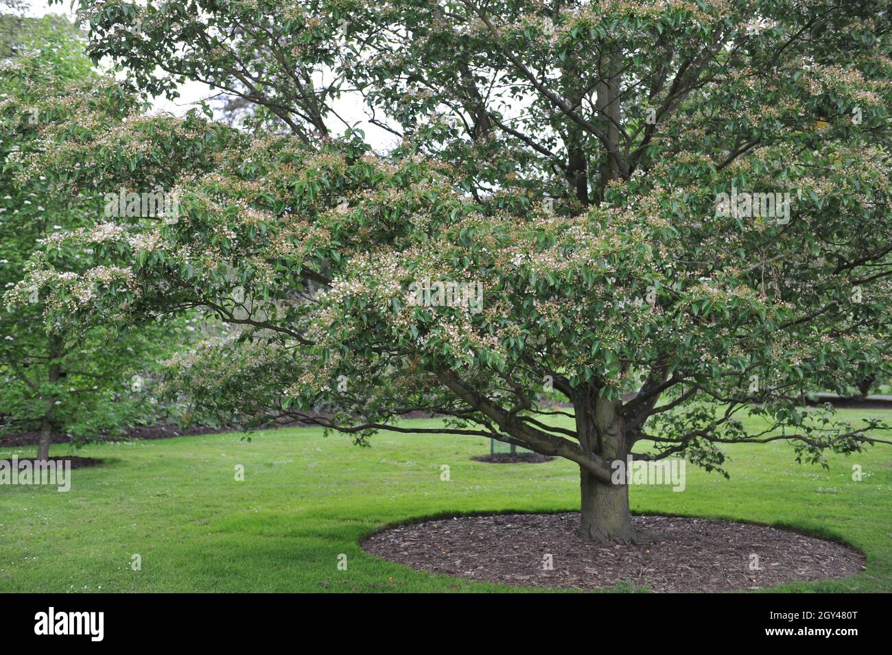 Korean mountain ash (Sorbus alnifolia) blooms in a garden in May Stock ...