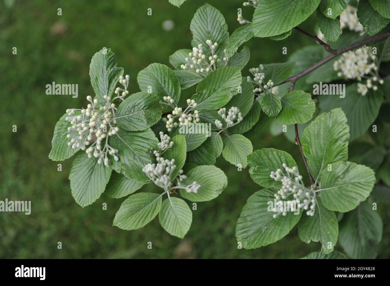 Common whitebeam (Sorbus aria) blooms in a garden in May Stock Photo ...