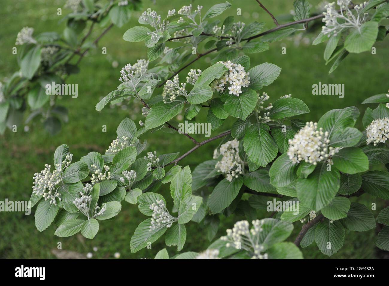 Common whitebeam (Sorbus aria) blooms in a garden in May Stock Photo ...