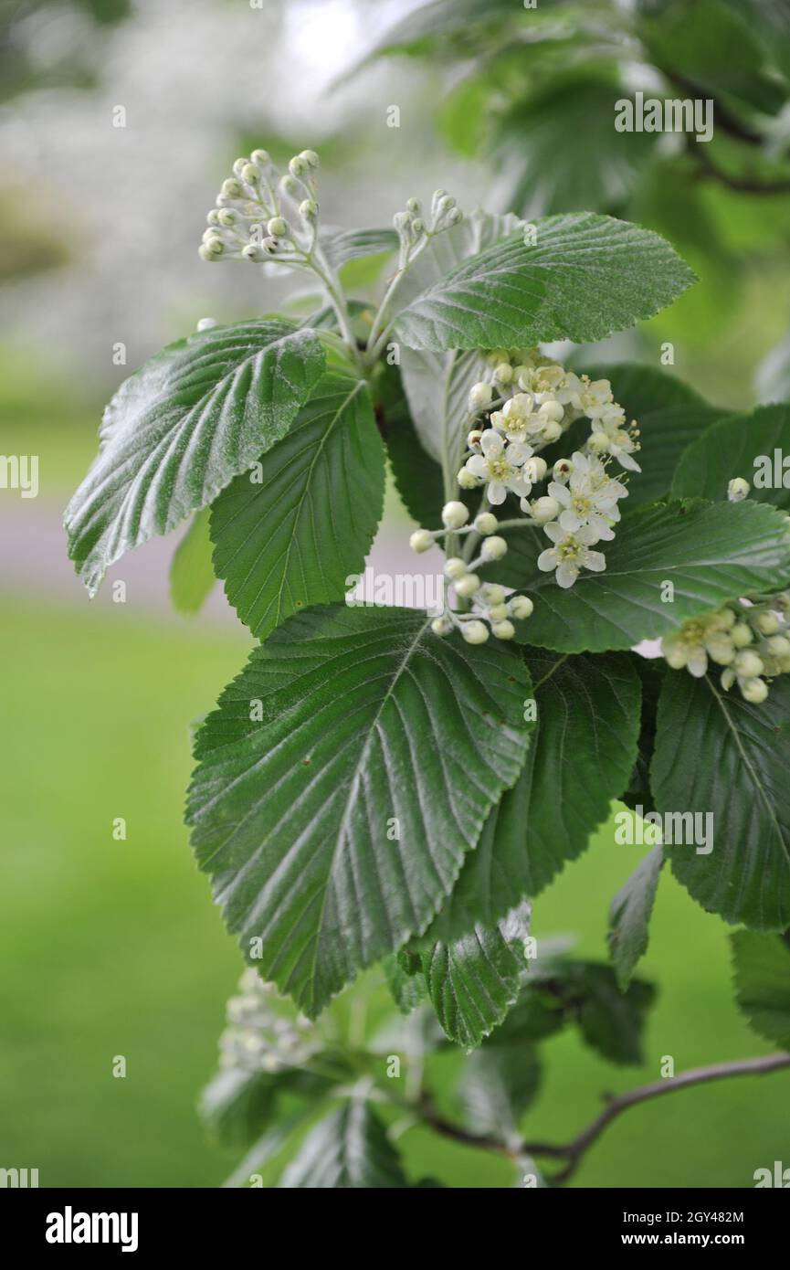 Common whitebeam (Sorbus aria) blooms in a garden in May Stock Photo ...