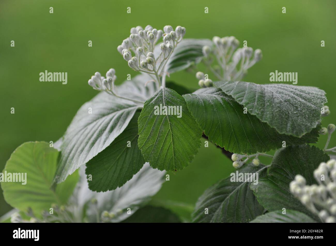 Common whitebeam (Sorbus aria) blooms in a garden in May Stock Photo ...