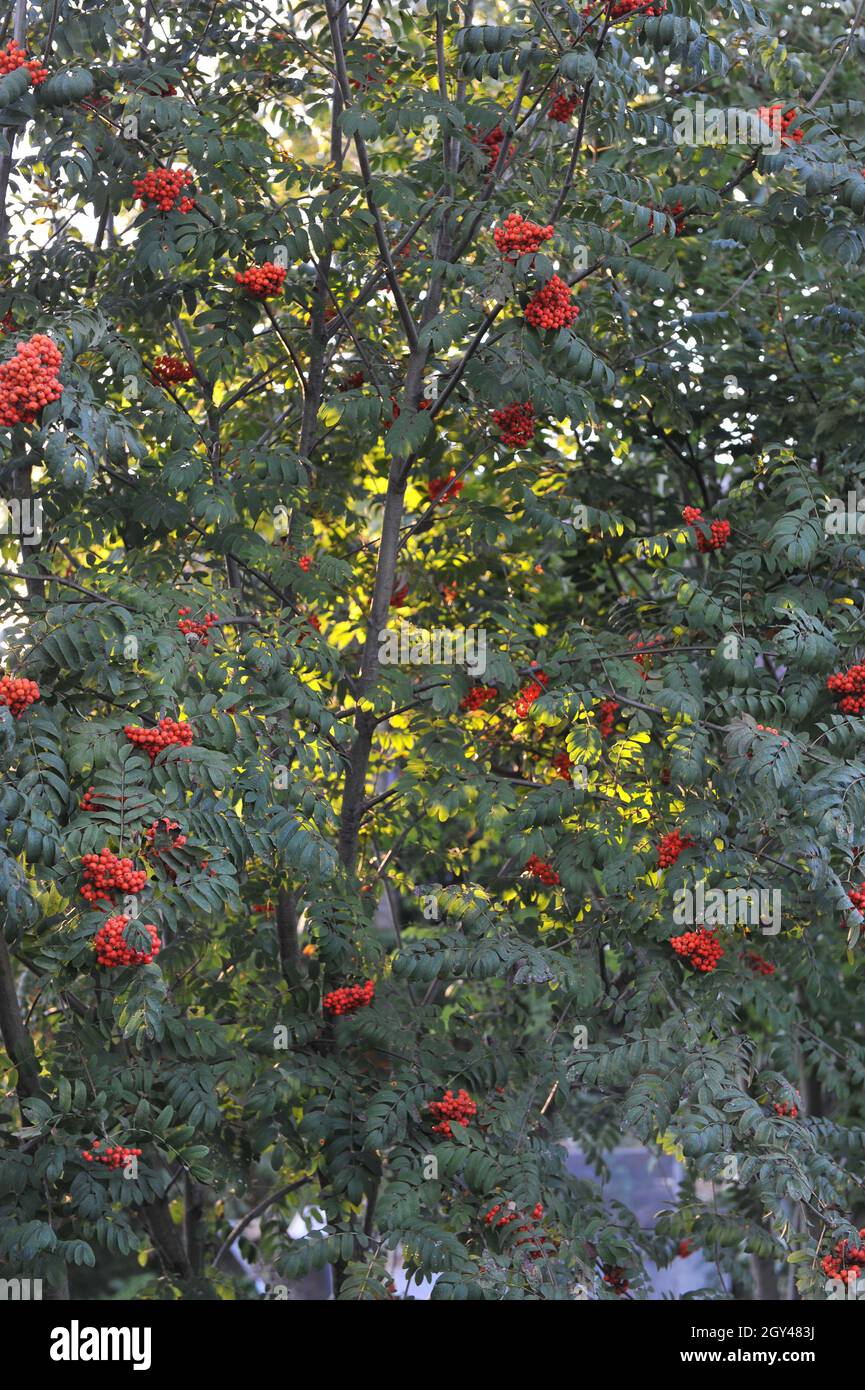 European mountain ash (Sorbus aucuparia) bears red fruits in a garden ...