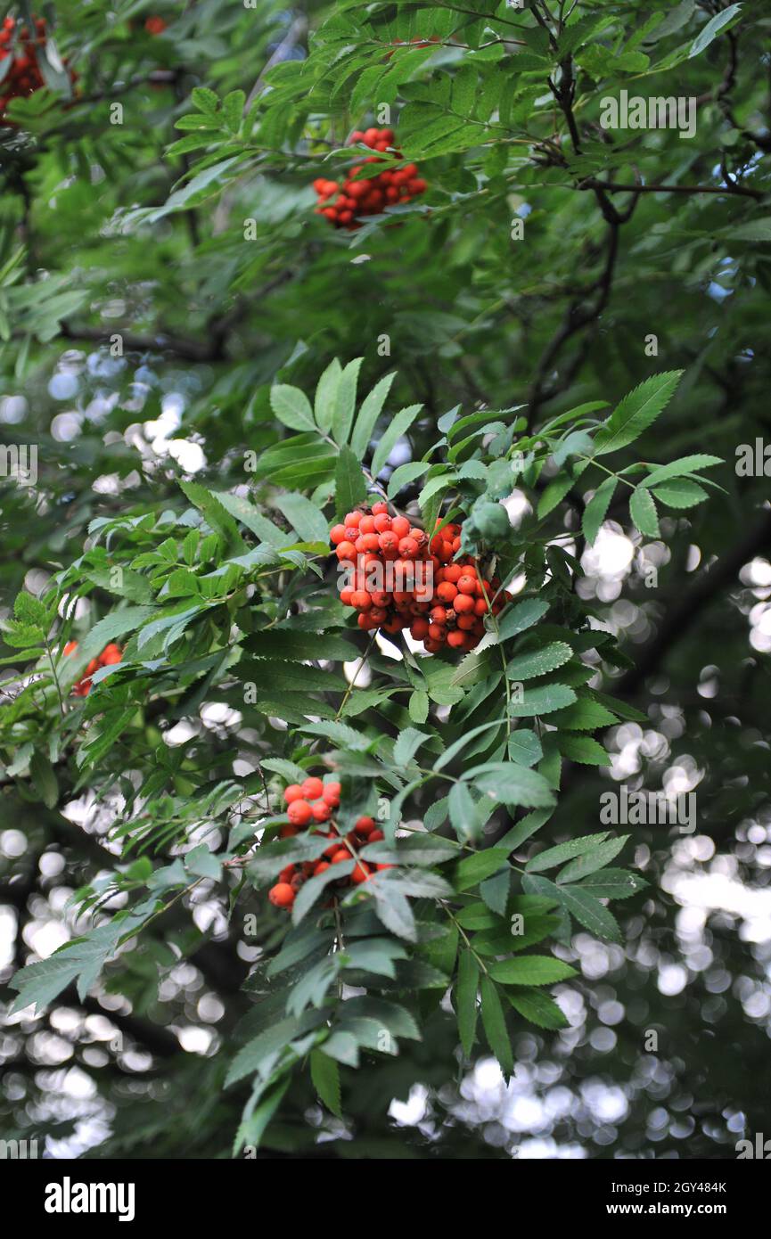 European mountain ash (Sorbus aucuparia) bears red fruits in a garden ...