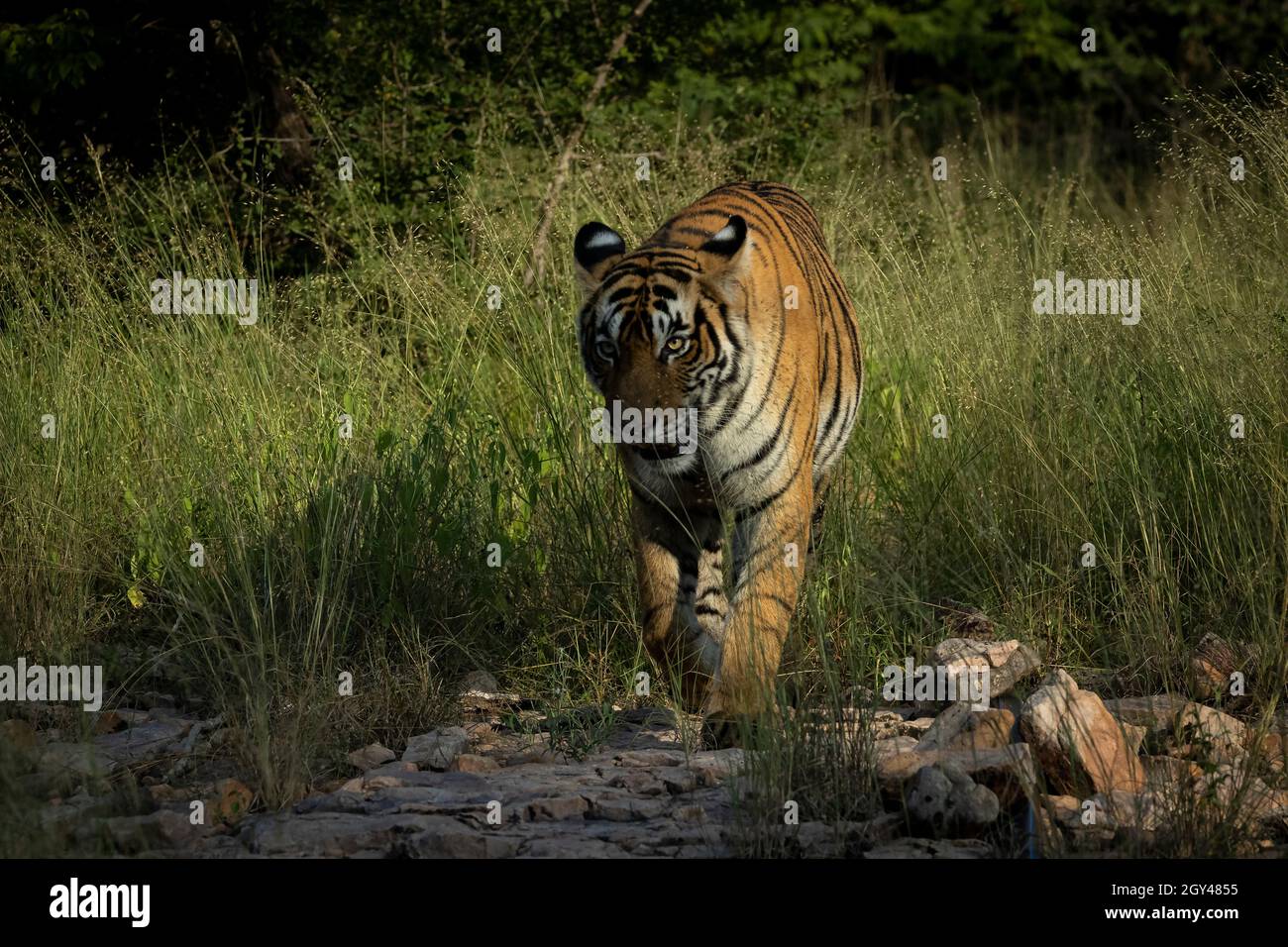 Royal Bengal Tiger in monsoon forests of Ranthambore Stock Photo - Alamy
