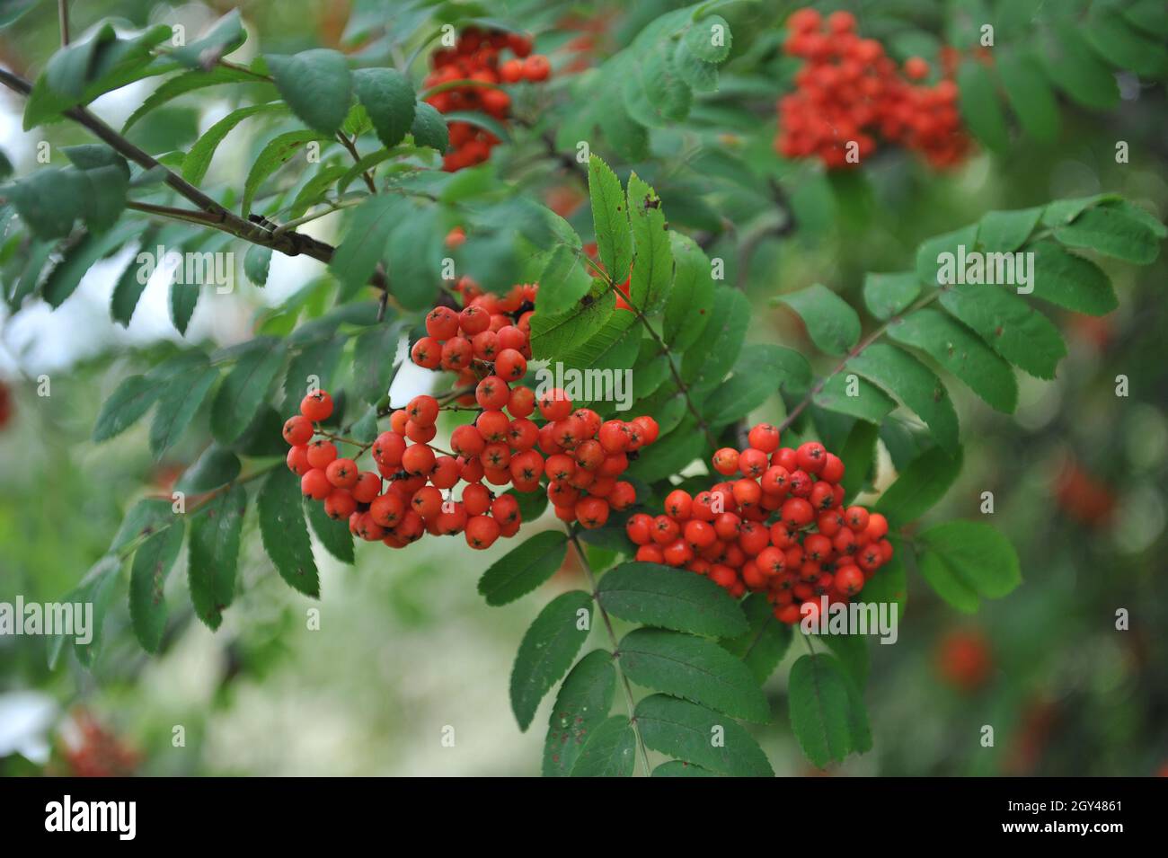 European mountain ash (Sorbus aucuparia) bears red fruits in a garden ...