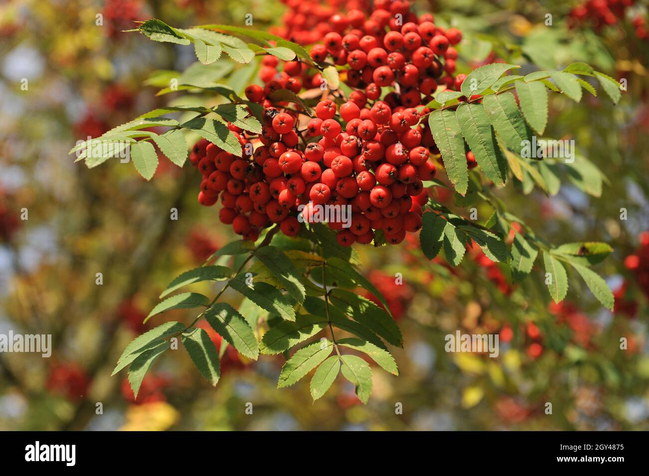 European mountain ash (Sorbus aucuparia) bears red fruits in a garden ...