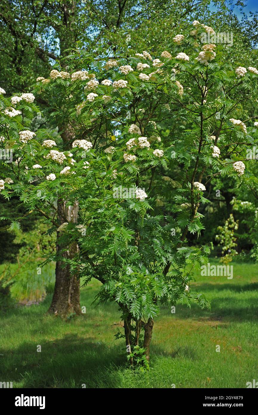 Japanese rowan (Sorbus commixta) blooms in a garden in May Stock Photo ...