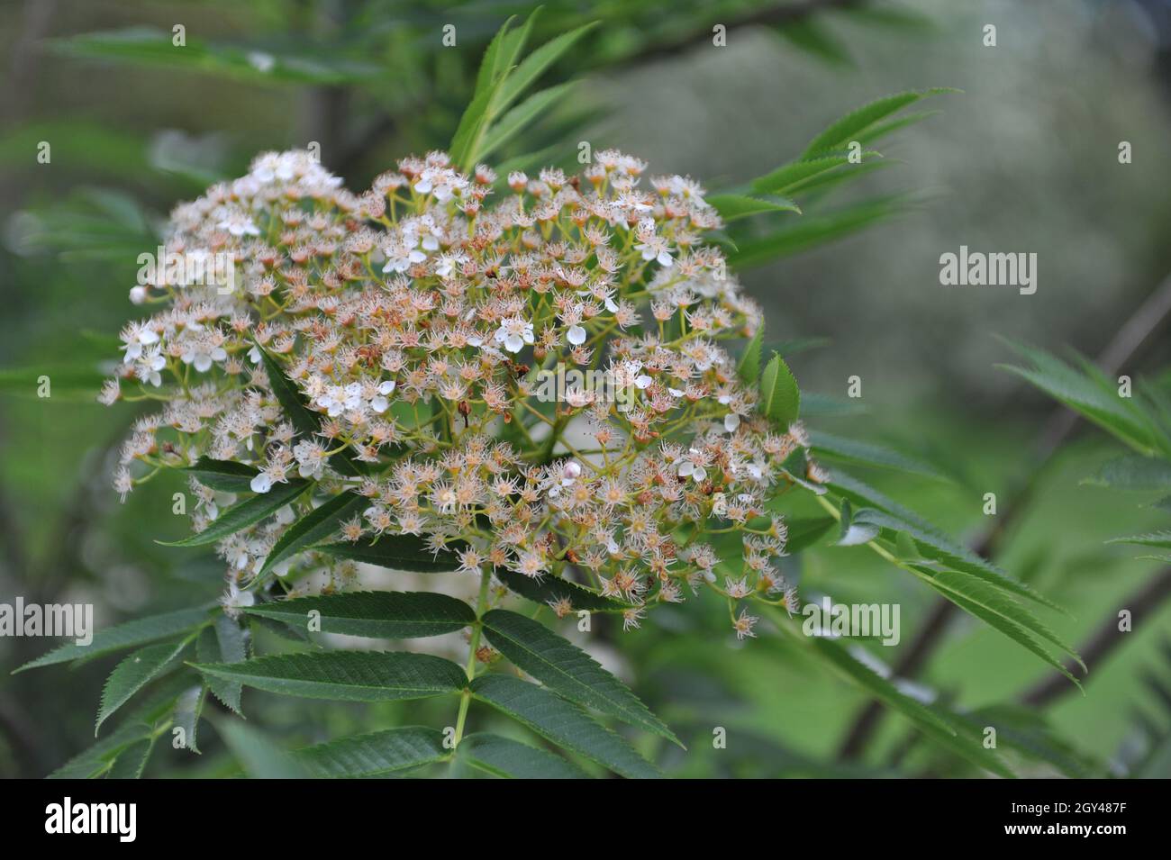 Japanese rowan (Sorbus commixta) blooms in a garden in May Stock Photo ...