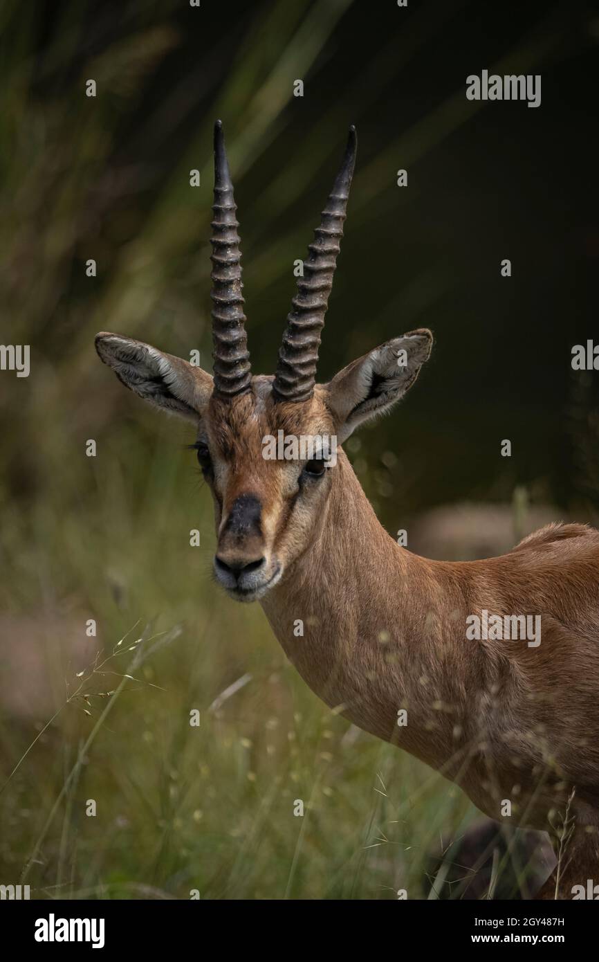 Indian gazzelle hi-res stock photography and images - Alamy