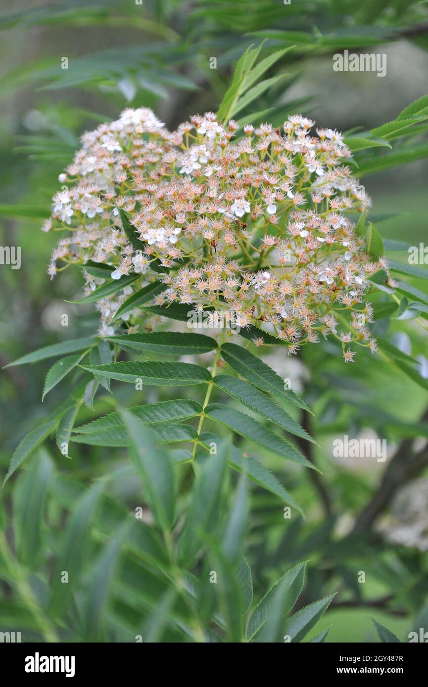 Japanese rowan (Sorbus commixta) blooms in a garden in May Stock Photo ...