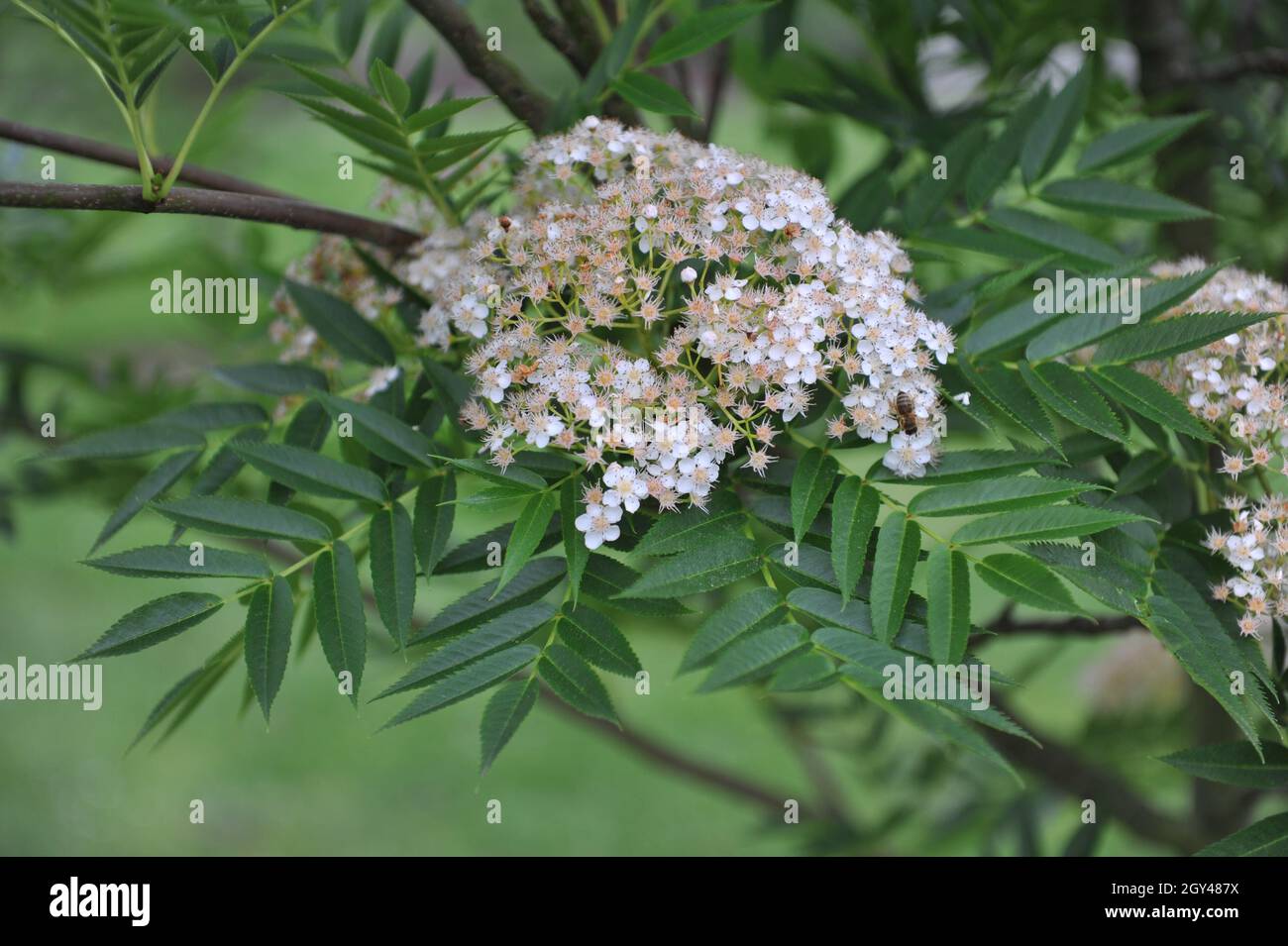 Japanese rowan (Sorbus commixta) blooms in a garden in May Stock Photo ...
