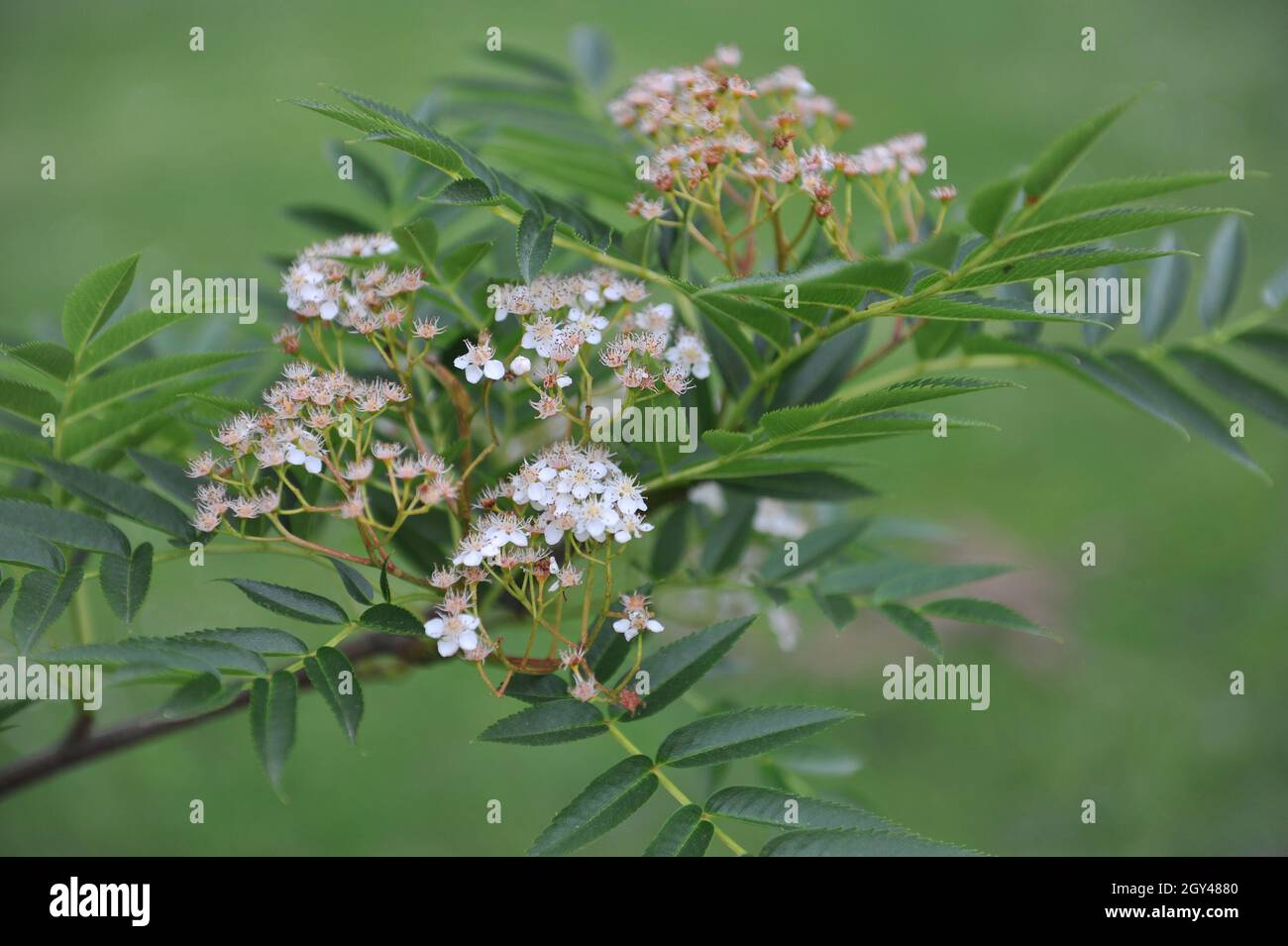 Japanese rowan (Sorbus commixta) blooms in a garden in May Stock Photo ...