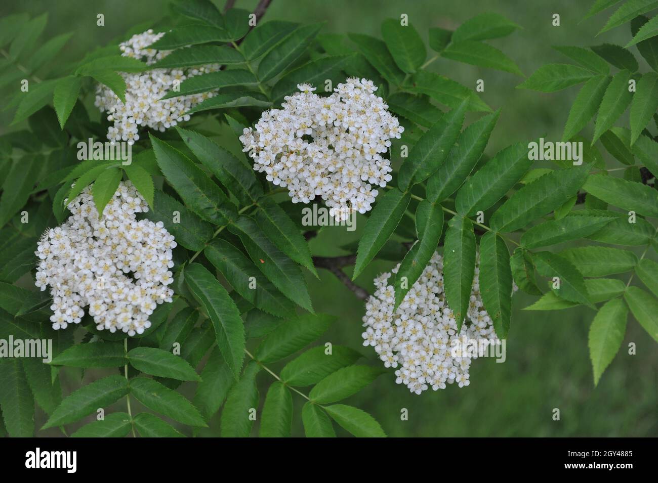 Japanese rowan (Sorbus commixta) blooms in a garden in May Stock Photo ...