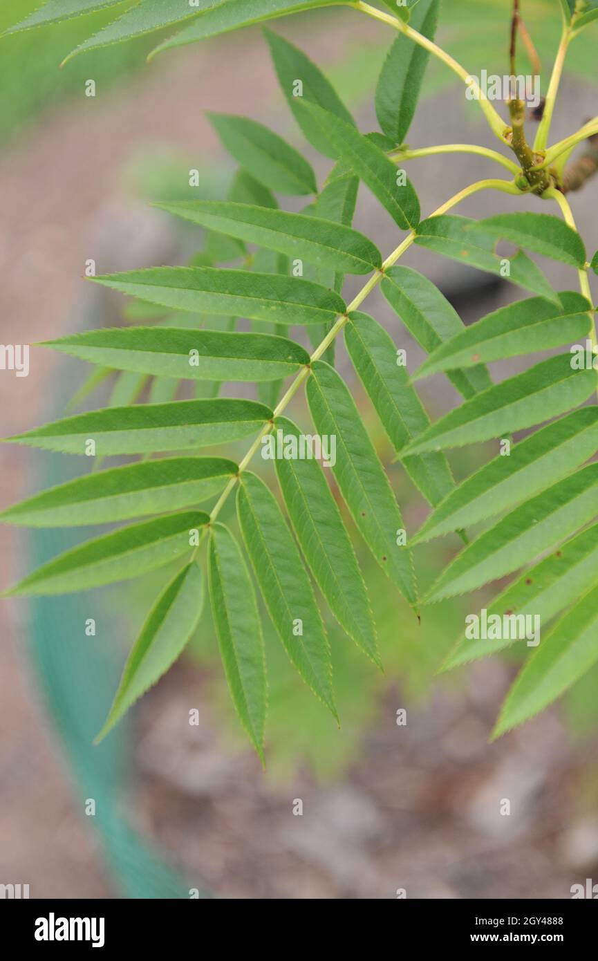 Foliage od a Japanese rowan (Sorbus commixta) in a garden in May Stock ...