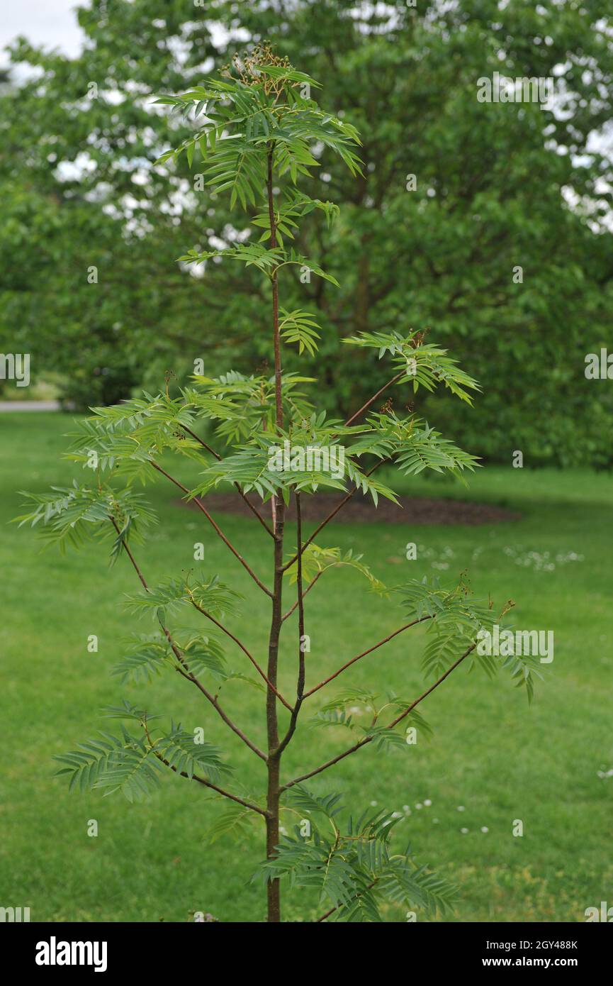 A young plant of a Japanese rowan (Sorbus commixta) in a garden in May ...