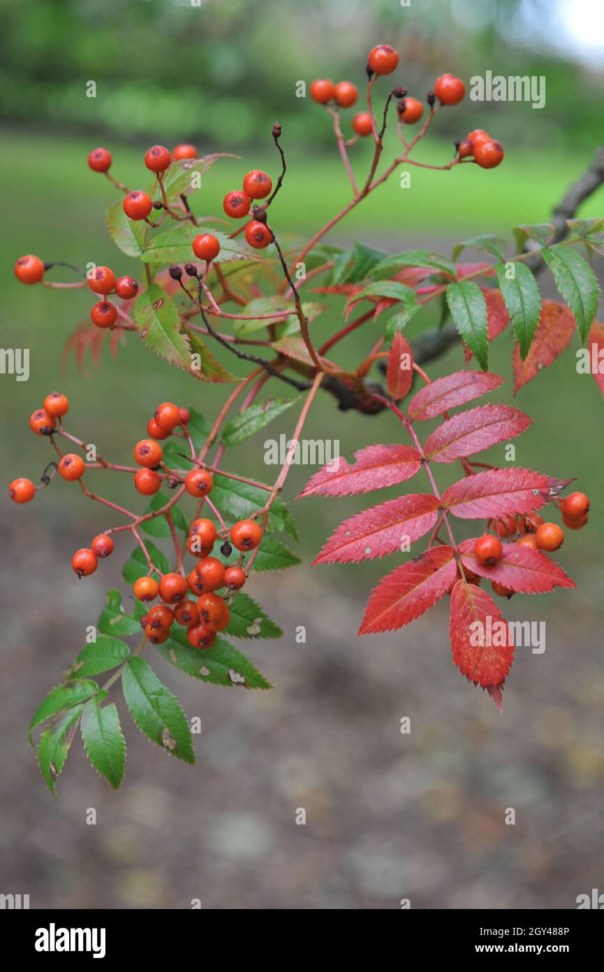 Japanese rowan (Sorbus commixta) bears red fruits in a garden in ...