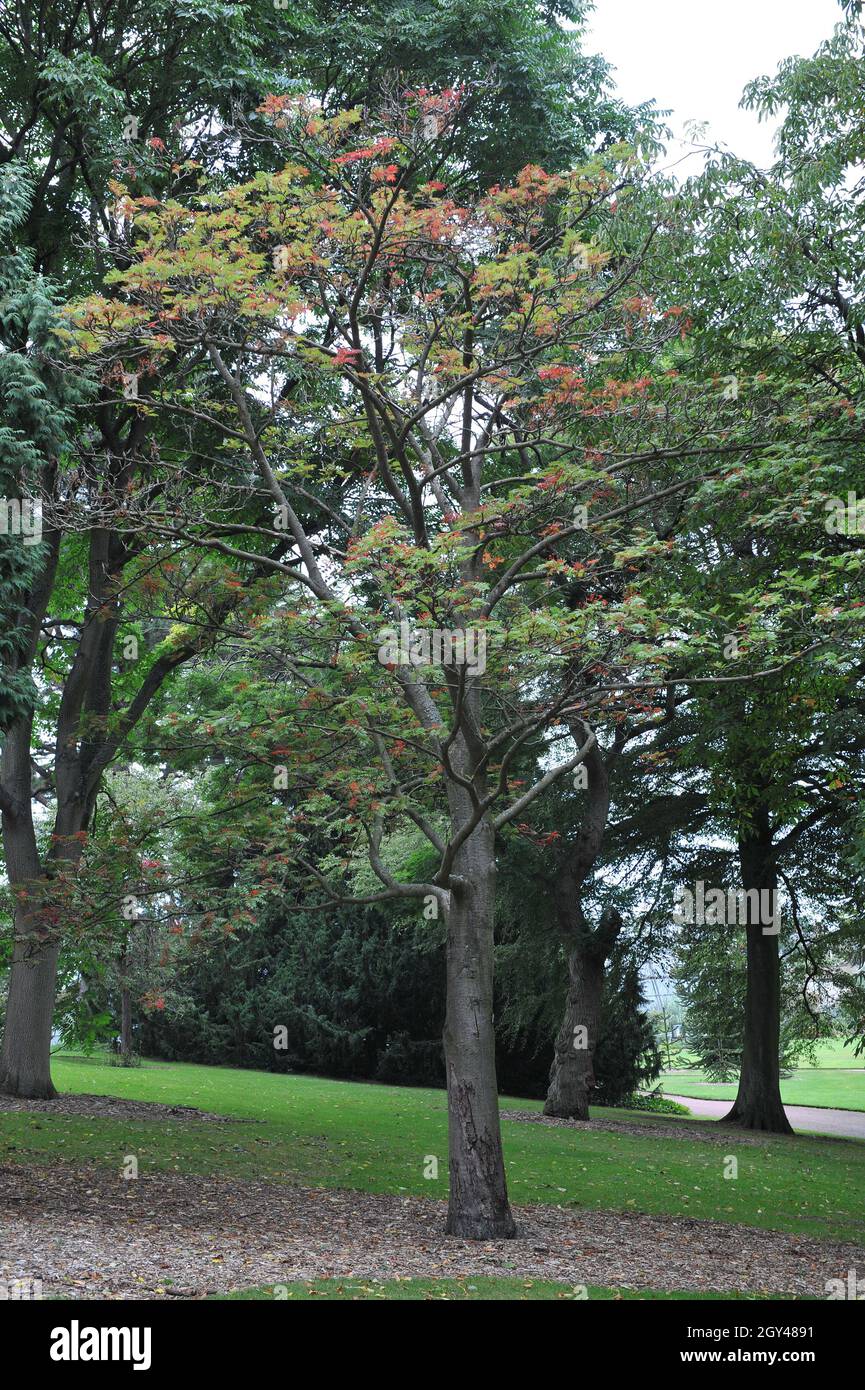 Japanese rowan (Sorbus commixta) bears red fruits in a garden in ...