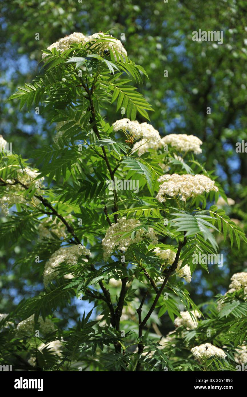 Japanese rowan (Sorbus commixta) blooms in a garden in May Stock Photo ...
