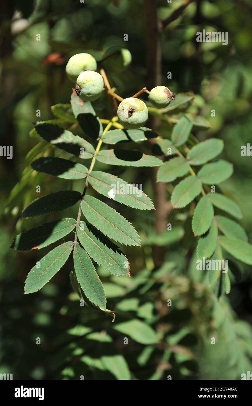 Service tree (Sorbus domestica) bears green fruits in a garden in July ...