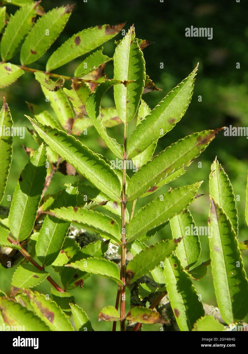 Japanese ash forest hi-res stock photography and images - Alamy
