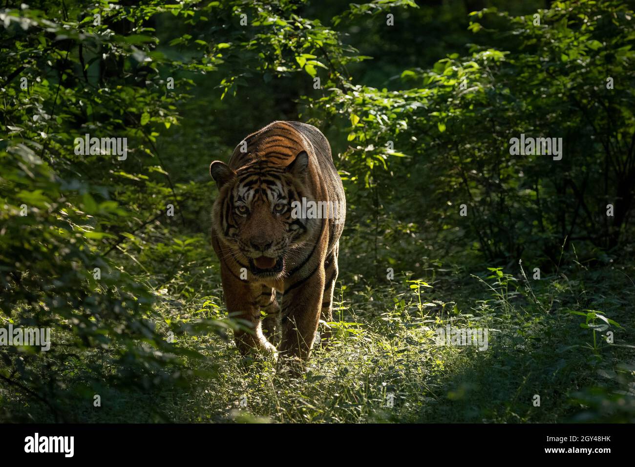 Royal Bengal Tiger in monsoon forests of Ranthambore Stock Photo - Alamy