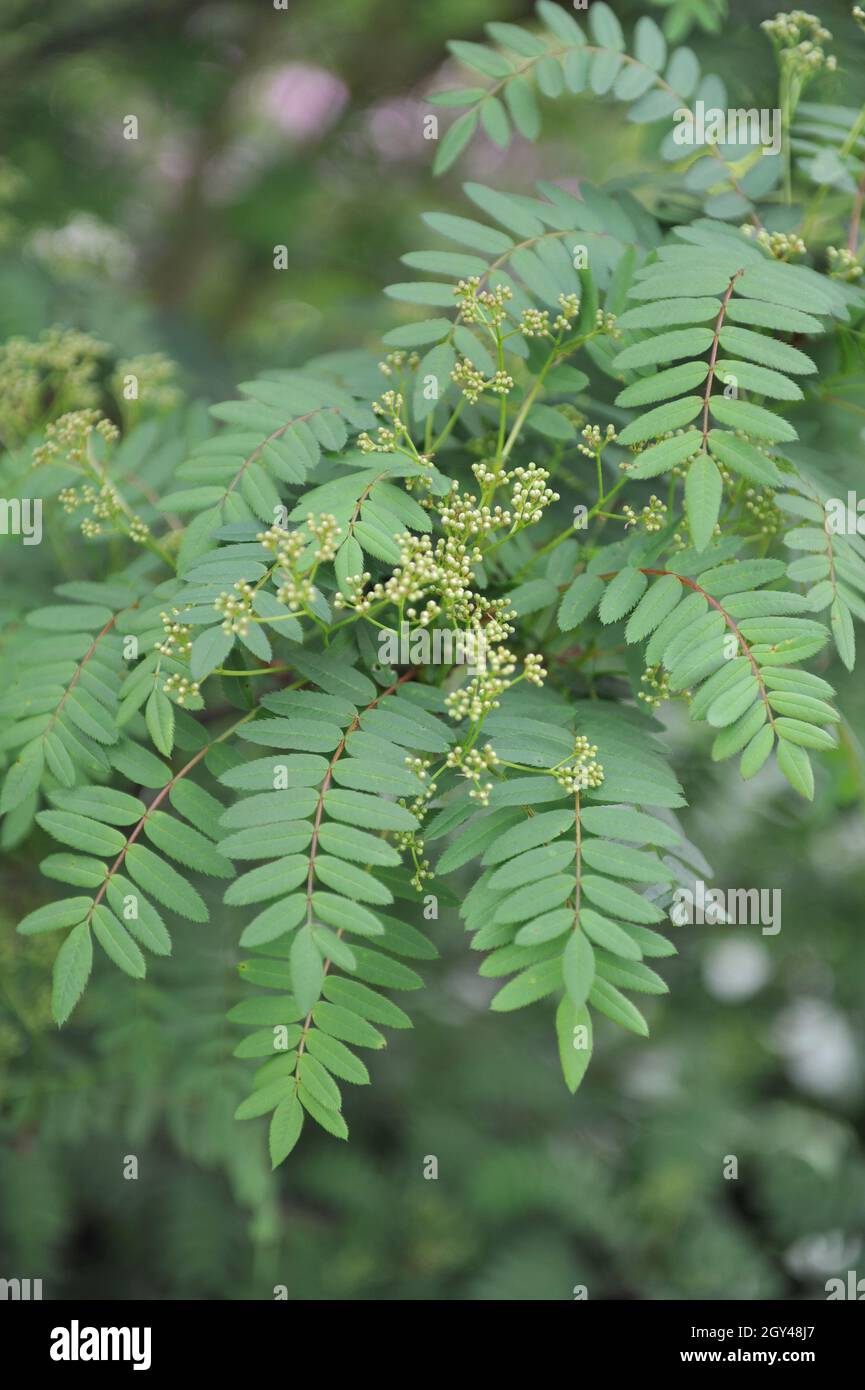 Chinese rowan (Sorbus prattii) blooms in a garden in May Stock Photo ...