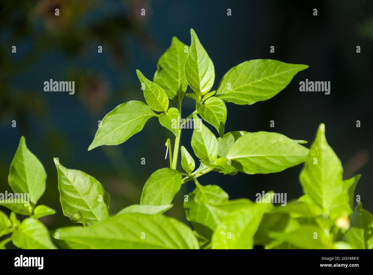 New stems and green leaves of chile chiltepe in Guatemala Capsicum ...
