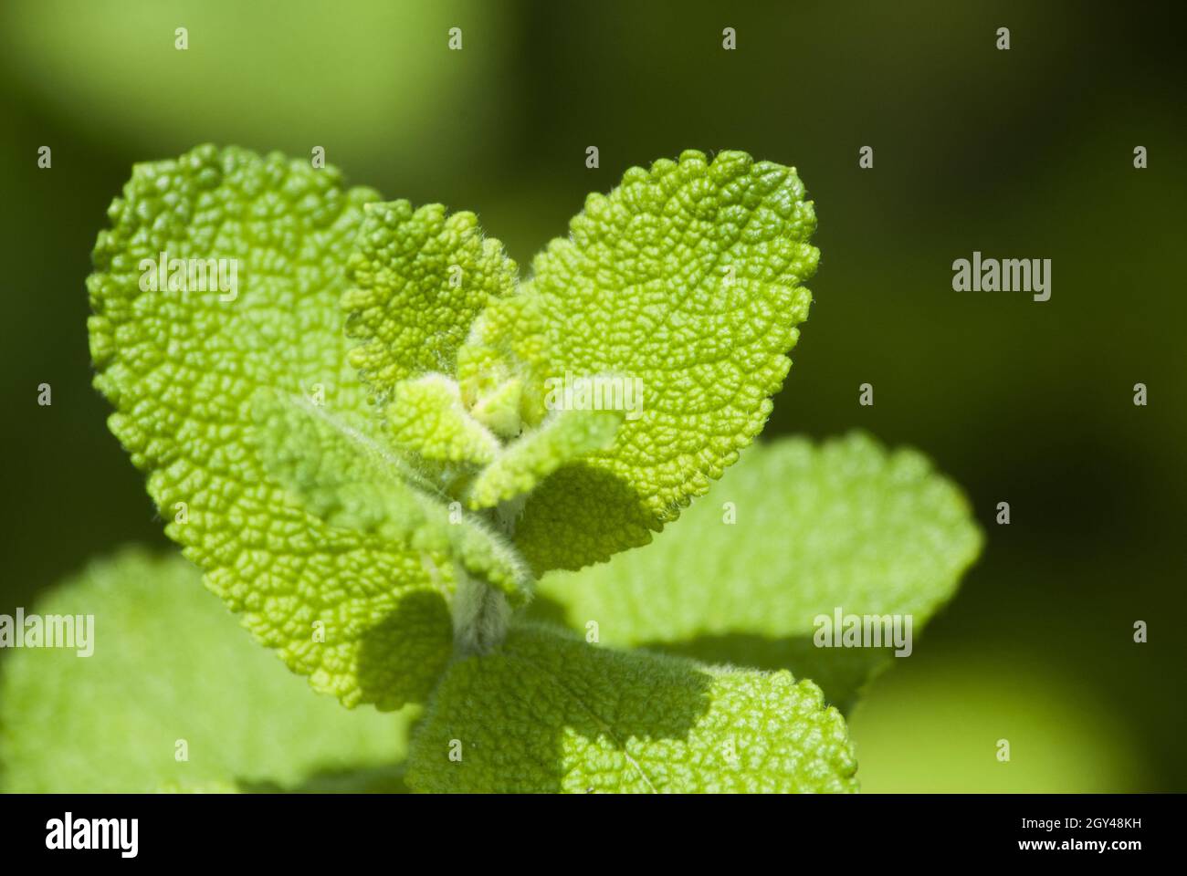 Leaf of good grass or mint, Mentha in Guatemala Stock Photo - Alamy