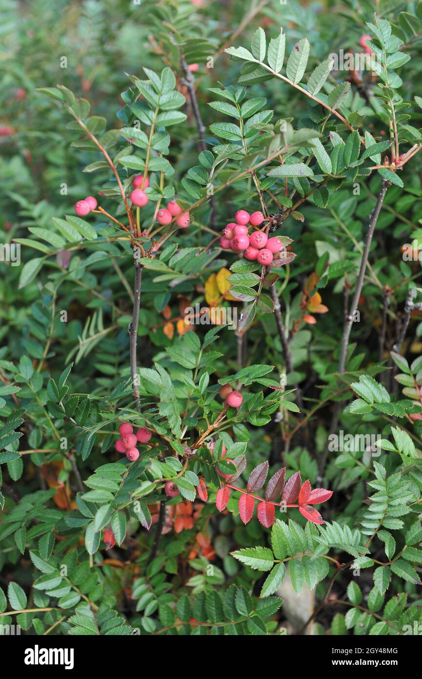 Chinese dwarf mountain ash (Sorbus reducta) bears pink fruits in a ...