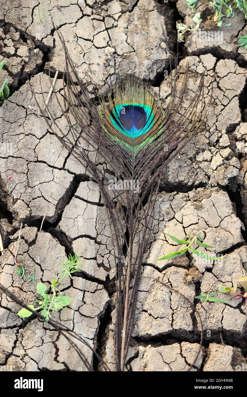 The peacock feather on the flor of dry field Stock Photo - Alamy