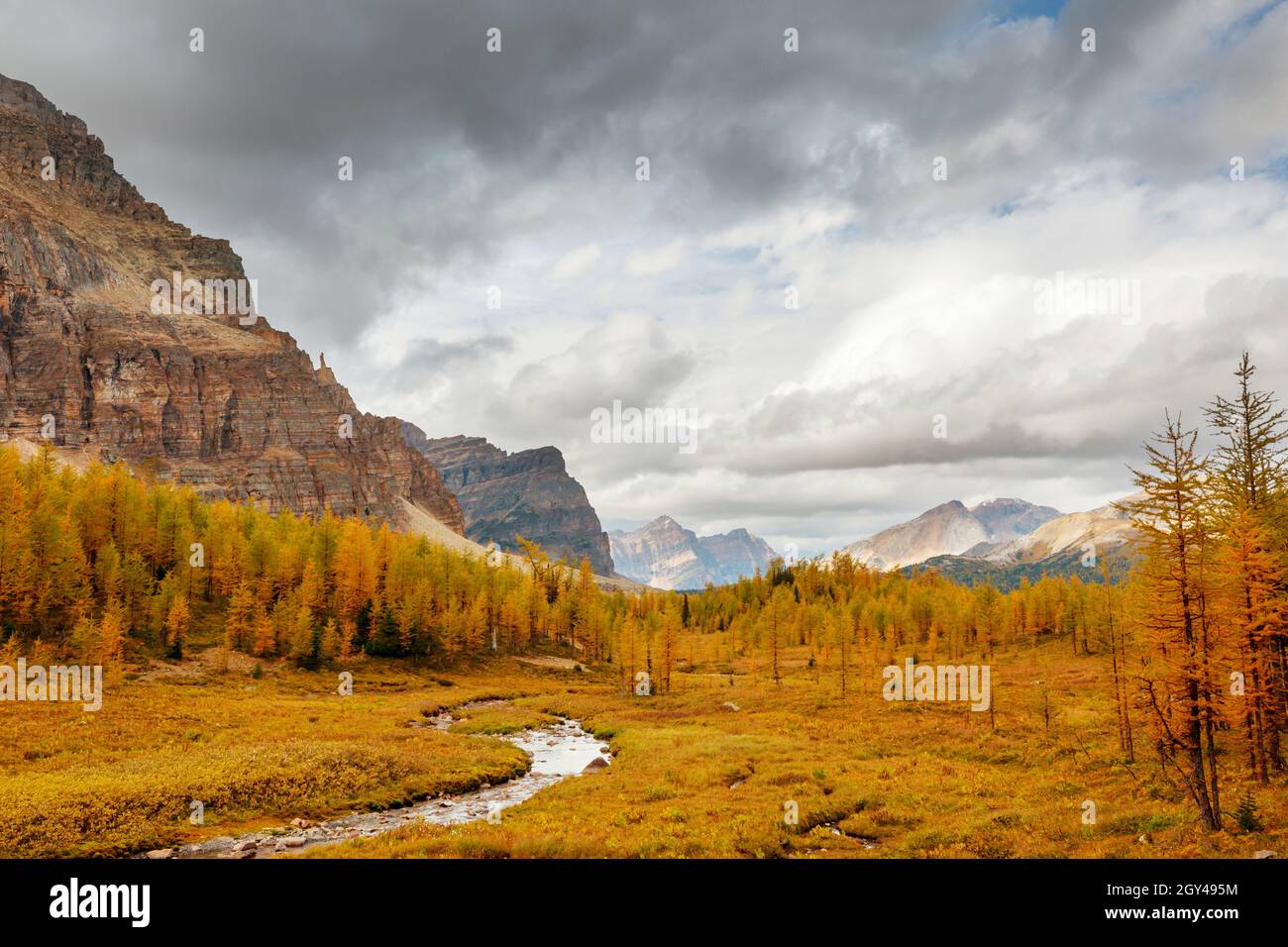 Beautiful golden larches in mountains, Fall season Stock Photo - Alamy