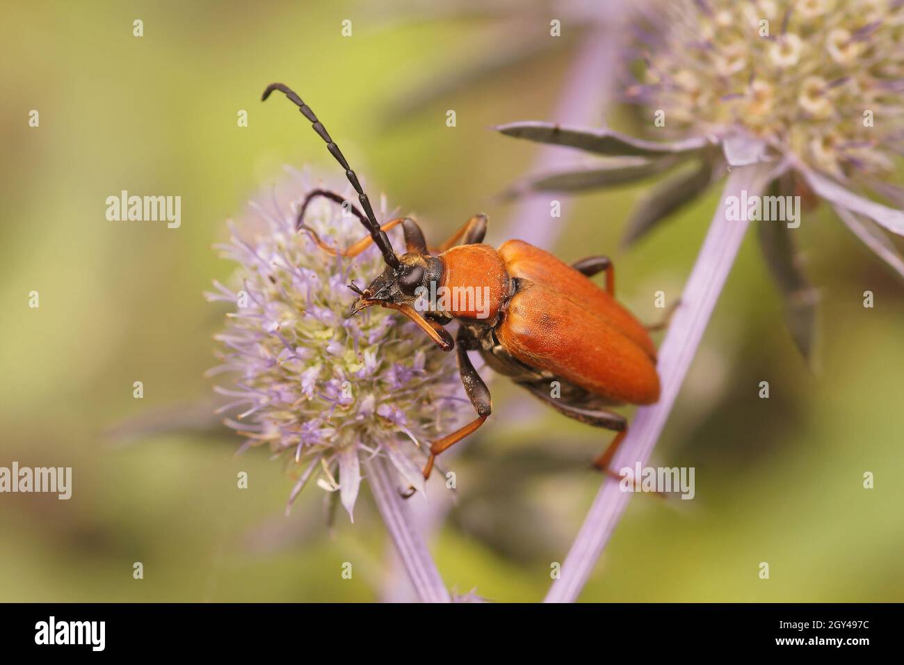 Colorful closeup of a Red-brown Longhorn Beetle, Corymbia rubra Stock ...