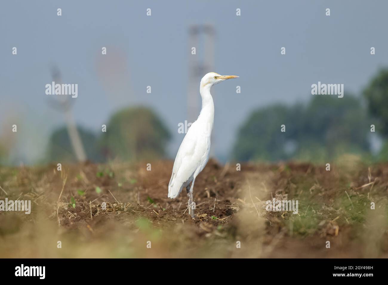 The bird crane searching the food in the black soil field, while farmer ...
