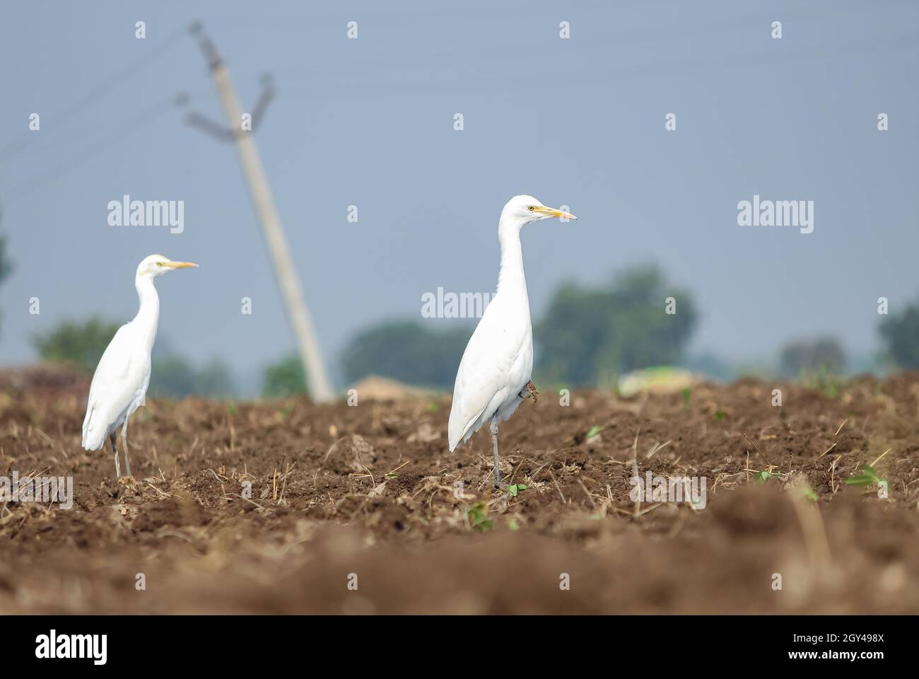 The bird crane searching the food in the black soil field, while farmer ...
