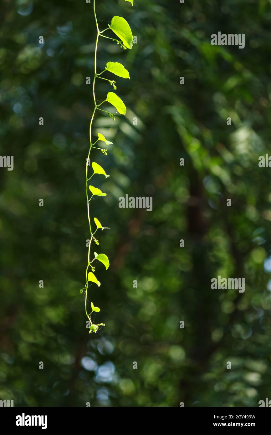 the beautiful creeper plant in sunshine, looks amazing Stock Photo - Alamy