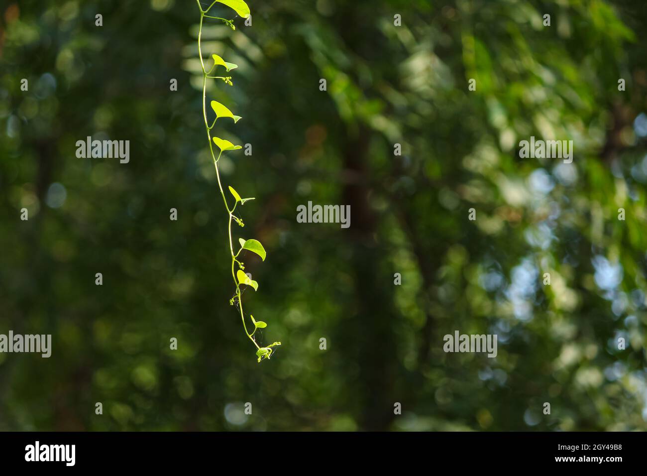 the beautiful creeper plant in sunshine, looks amazing Stock Photo - Alamy