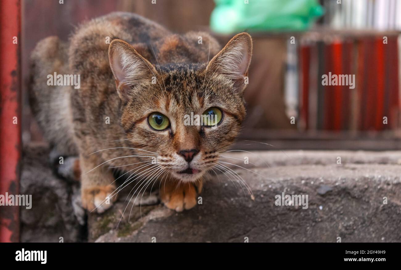Indian domestic cat hi-res stock photography and images - Alamy