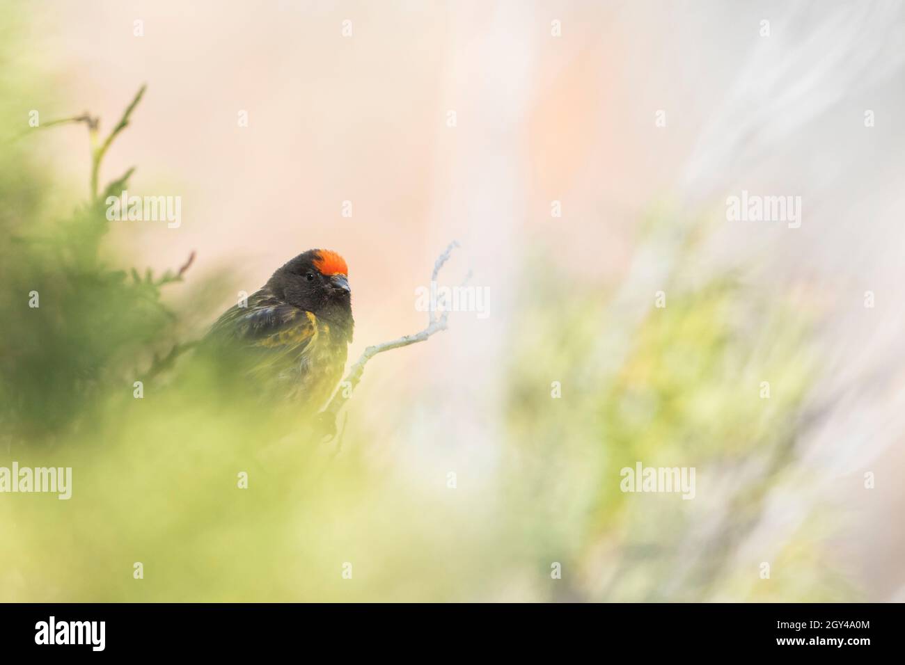 Red-fronted Serin - Rotstirngirlitz - Serinus pusillus, Tajikistan ...