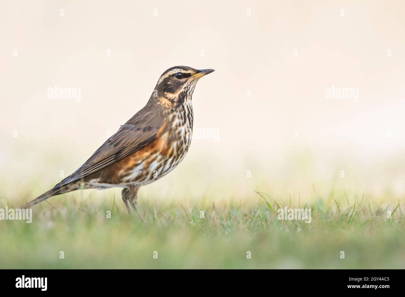 Redwing - Rotdrossel - Turdus iliacus ssp. iliacus, Germany (Schleswig ...
