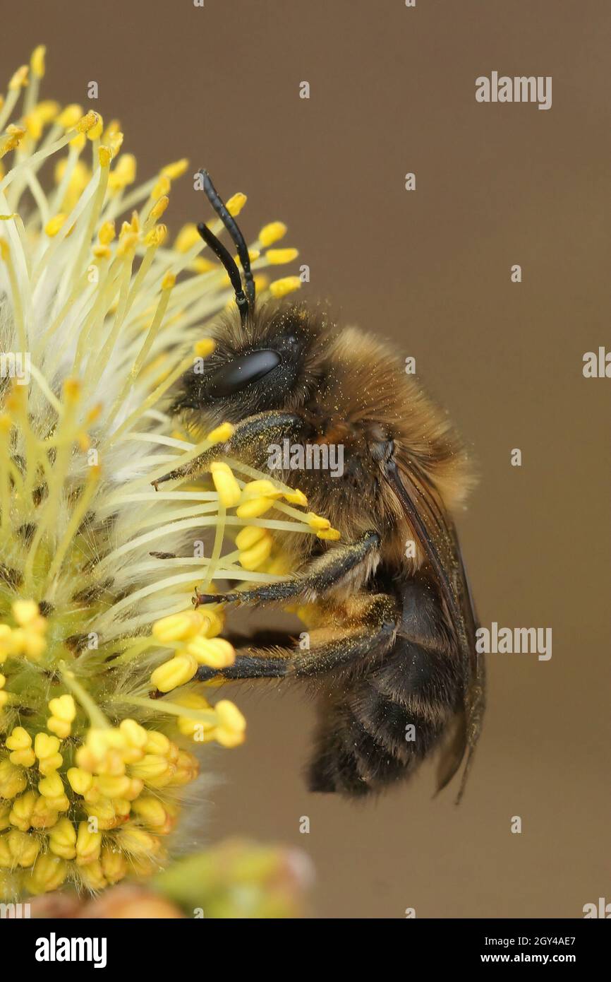 Closeup on a male early mining bee, Colletes cunicularius eating Stock ...