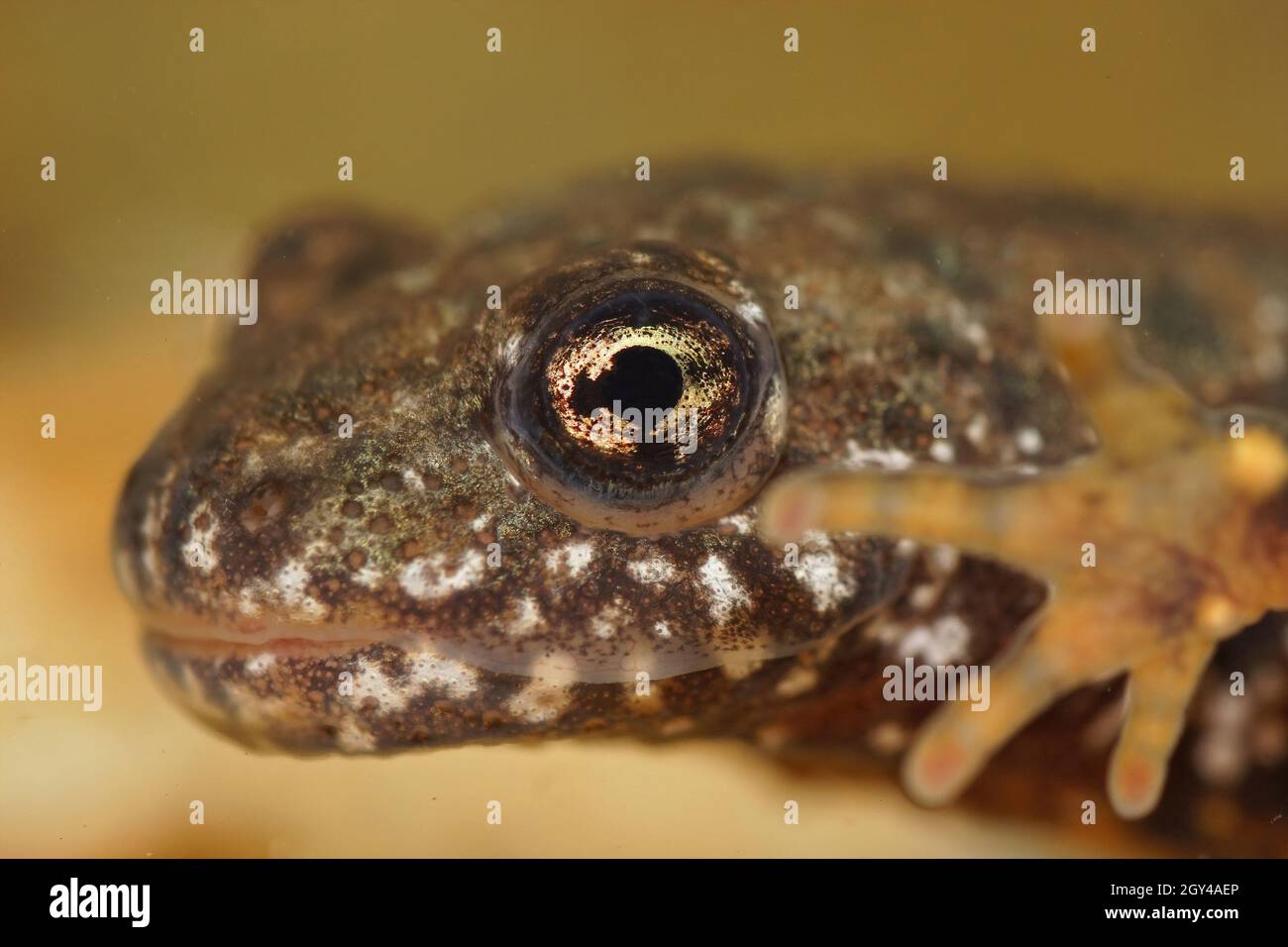 Closeup on the head of a female Danube crested newt, Triturus ...