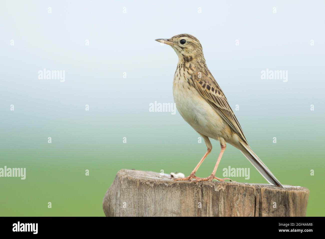 Richard's Pipit - Spornpieper - Anthus richardi ssp. richardi, Russia ...