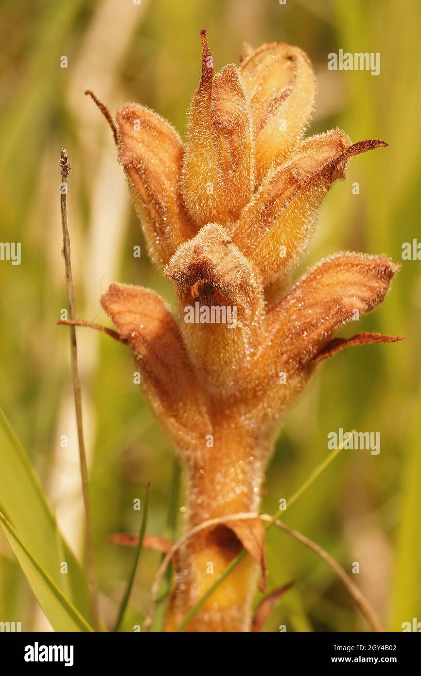 Closeup on Orobanche alba the root parasite of wild thyme Stock Photo ...