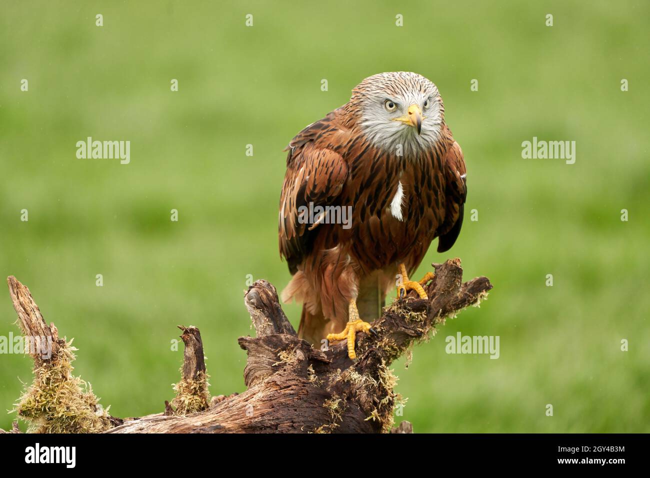Red kite, bird of prey portrait. The bird sits on a stump, looks ...